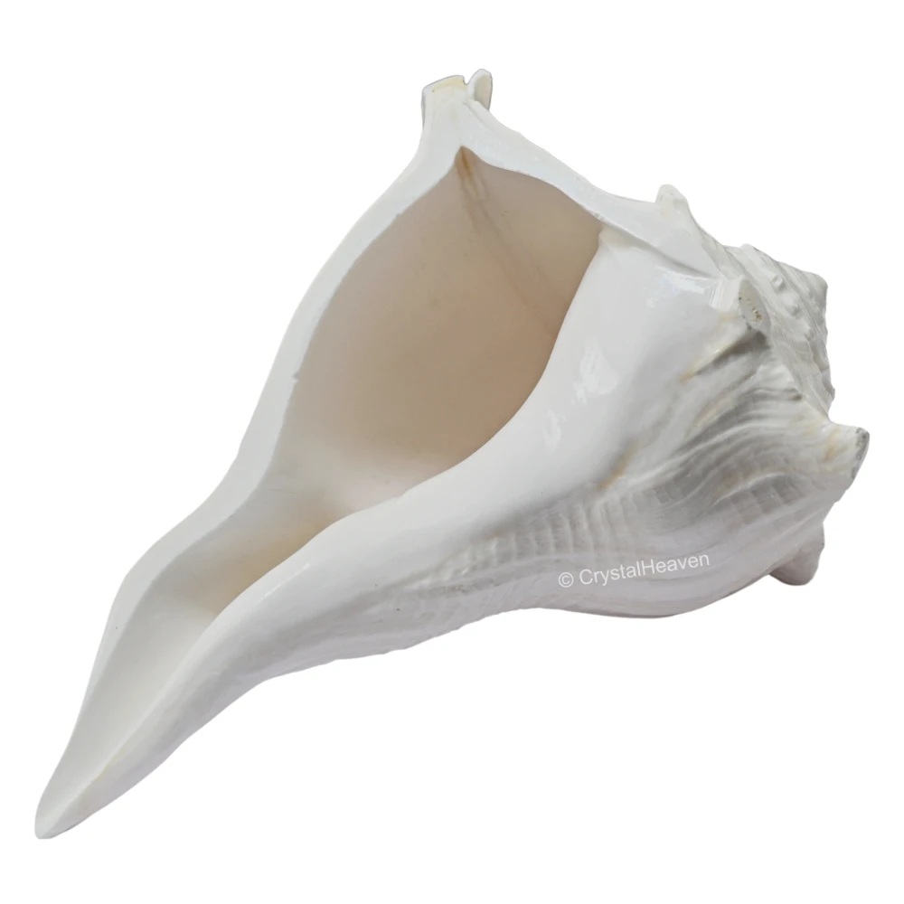 Natural Conch Shell - Premium Dakshinavarti Shankh