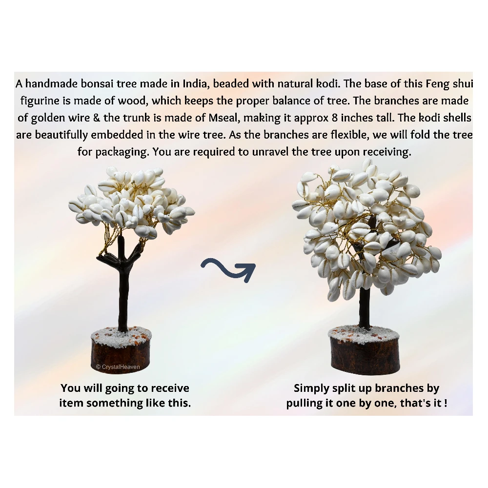 Natural Kaudi Tree - Premium Kauri Shell - Crystal Heaven