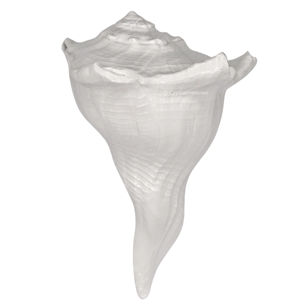 Natural Conch Shell - Premium Dakshinavarti Shankh - Crystal Heaven