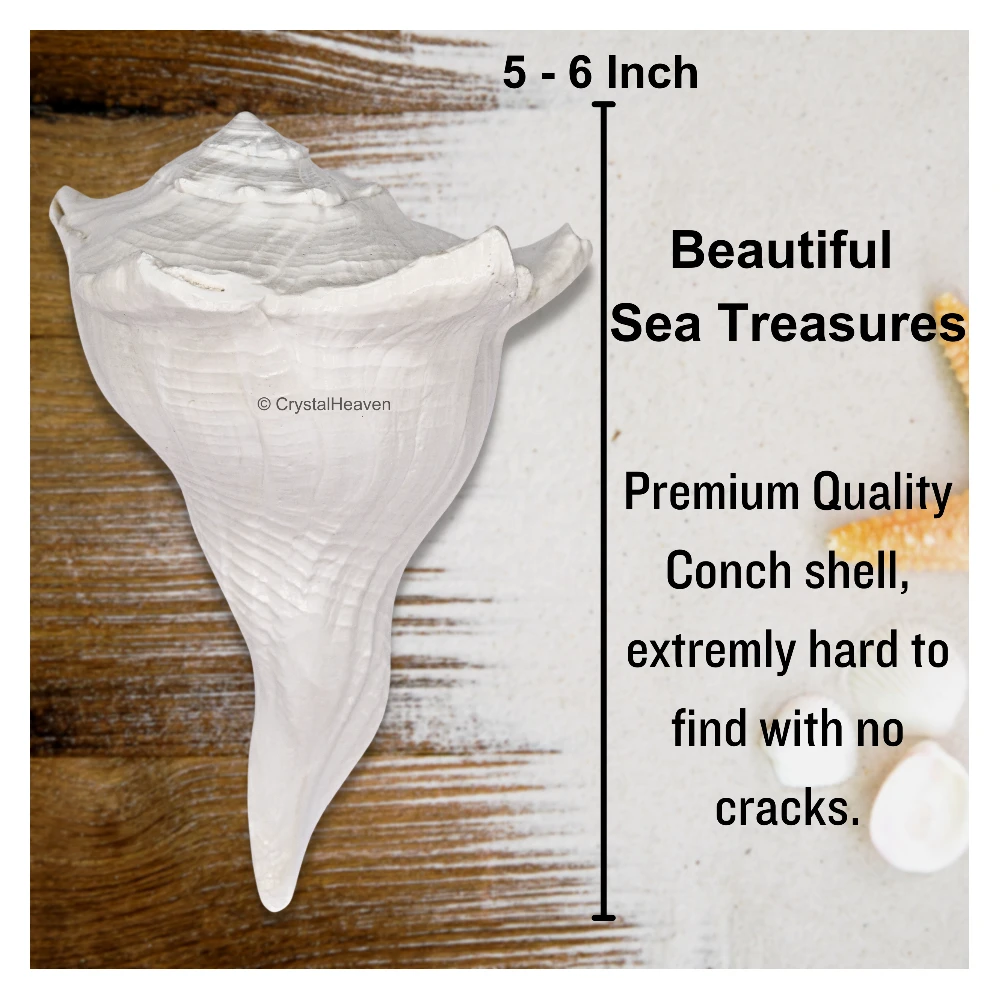 Natural Conch Shell - Premium Dakshinavarti Shankh