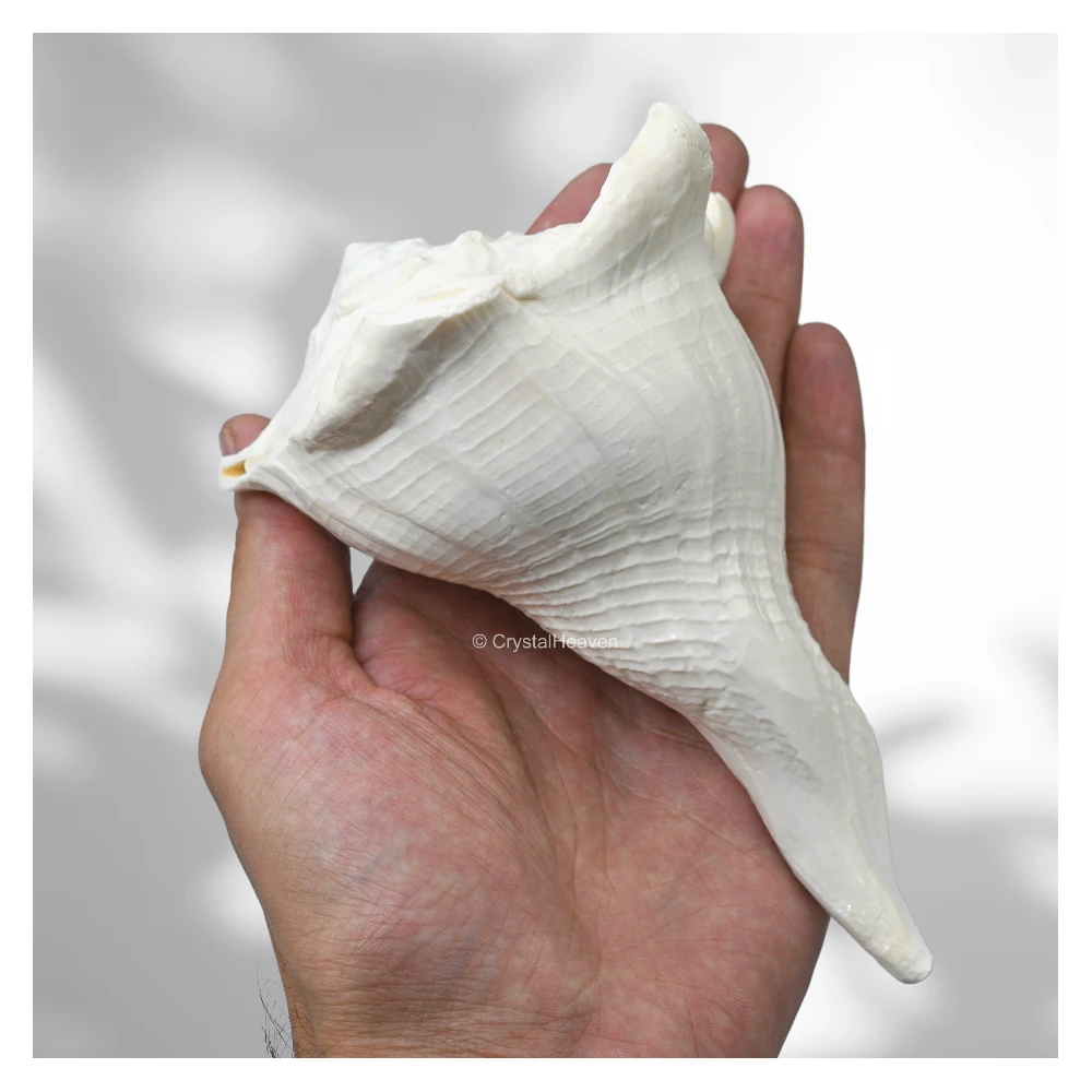 Natural Conch Shell - Premium Dakshinavarti Shankh