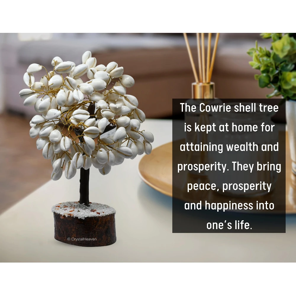 Natural Kaudi Tree - Premium Kauri Shell - Crystal Heaven